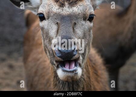 A deer standing with open mouth in field Stock Photo - Alamy