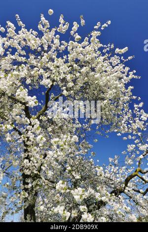 Spring, cherry tree blossom, Eastwestphalia, North Rhine-Westphalia ...