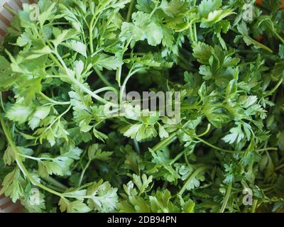 parsley cilantro coriander plant useful as a spice Stock Photo - Alamy