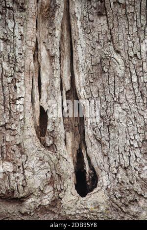 Abstraction of old tree wound Stock Photo - Alamy