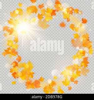 Fall maple leaves with delicate sun for decoration. Autumn leaves ...