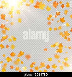 Fall maple leaves frame with delicate sun for decoration. Autumn leaves ...