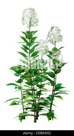 3D rendering of border Phlox or Phlox paniculata flowers isolated on ...