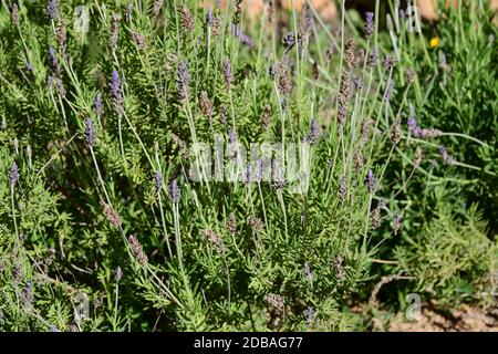 purple lavender flower in the province of Alicante, Costa Blanca, Spain ...
