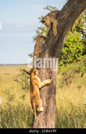 Three lion cubs climb tree in savannah Stock Photo - Alamy