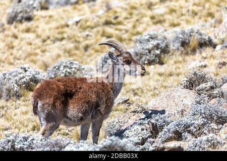 Walia ibex (Capra walie), female standing on a branch, Ethiopia, Simien ...