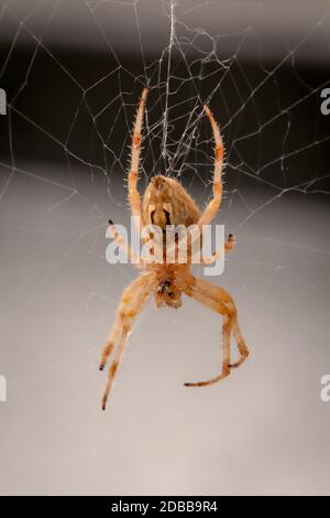 a close up of a house angle spider Stock Photo - Alamy