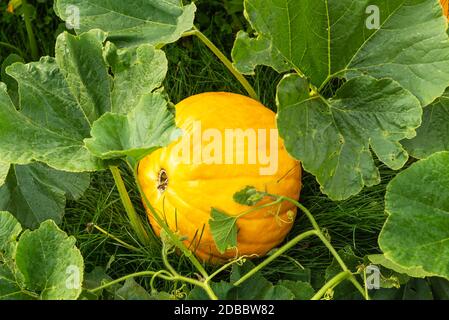 Ripe pumpkins grow on green bush in kitchen garden in autumn Stock ...