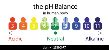 The PH balance scale chart in a human body vector illustration ...