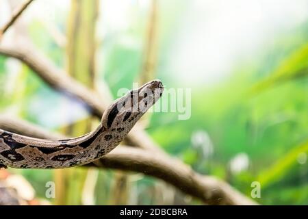 Emperor boa (Boa constrictor imperator) hanging in a tree, isolated on ...