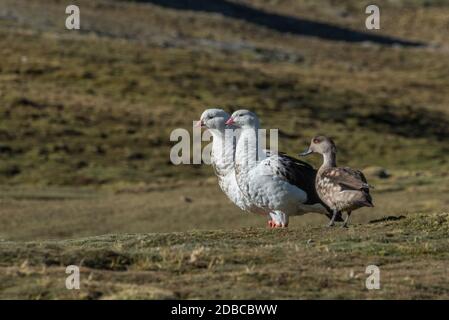 A pair Andean Geese (Oressochen melanopterus) foraging by a lake shore ...