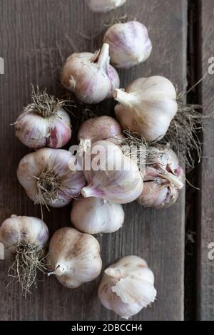 Close-up of freshly dug cloves of garlic. Healthy food concept. Garlic ...