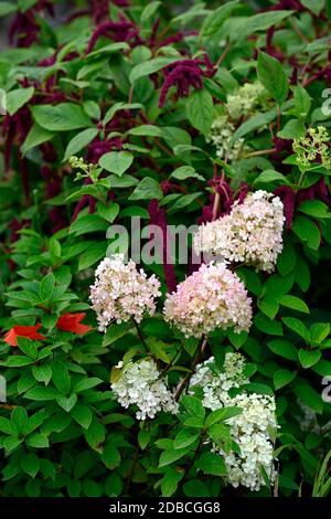 Hydrangea "Pinky Winky" Panicles Stock Photo - Alamy