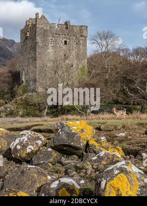The ruins of Moy Castle in Lochbuie on The Isle of Mull which is ...