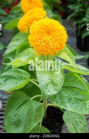 Helianthus annuus, small and potted sunflowers. dwarf helianthus, small ...