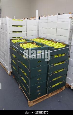 Green Peppers in Boxes at Pallets Storage Warehouse Stock Photo - Alamy