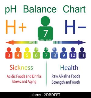 The PH balance scale chart in a human body vector illustration ...