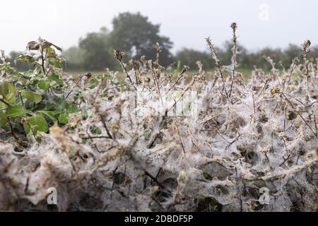 numerous cobwebs in a damp hedge of morning dew Stock Photo - Alamy