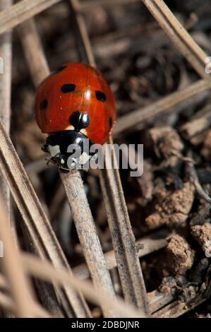 Ladybird Coccinella algerica in the Integral Natural Reserve of Inagua ...