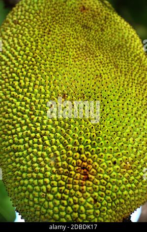 jackfruit in the Philippines Stock Photo - Alamy