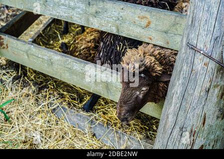 Image of sheep (sheep). Shooting Location: Yokohama-city kanagawa ...