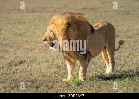 Windswept male lion standing in short grass Stock Photo - Alamy