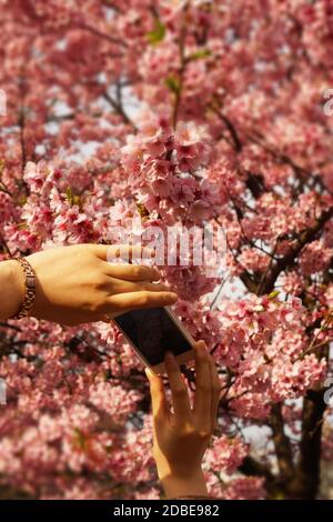 Cherry blossoms bloom People take photos in front of cherry blossoms in ...