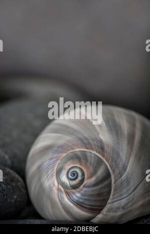 close up of sharks eye snail shell and pebble Stock Photo - Alamy