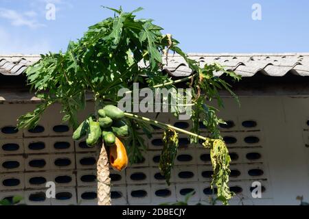 Papaya is ripe on tree, stock photo Stock Photo - Alamy