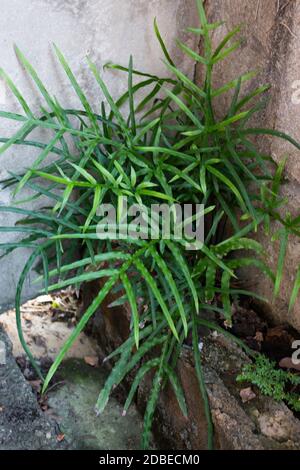 Five-finger fern (Adiantum aleuticum) along Niagara Falls Trail ...