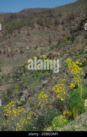 Landscape with plants of Ferula linkii in flower. Cortijo de Inagua ...