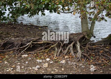 Livermere lake, Ampton water, suffolk, england, uk Stock Photo - Alamy