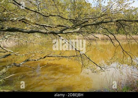 idyllic lake in the Kreuzhorst nature reserve near Magdeburg in Germany ...