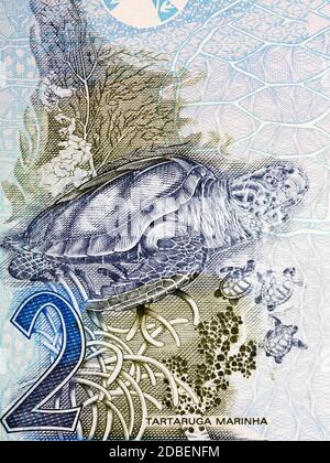 Hawksbill sea turtle a portrait from Brazilian money Stock Photo - Alamy