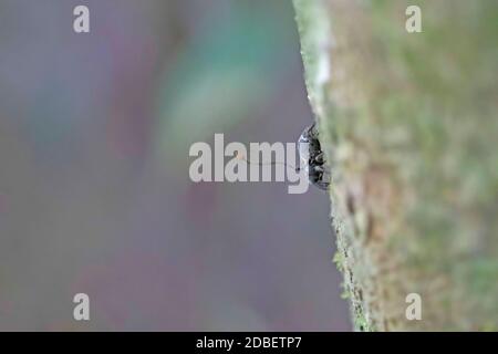 Zombie Beetle attacked by Fungus in the Rainforest near Alta Floresta ...