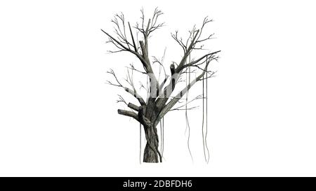 Chinese Banyan tree in the winter on white background Stock Photo - Alamy