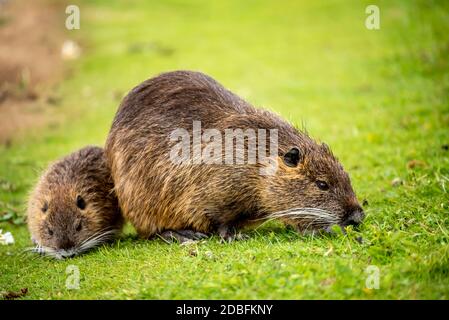 nutria, beaver tail, coypu, nutrias Stock Photo - Alamy