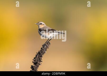 A common wheatear is searching for fodder Stock Photo - Alamy