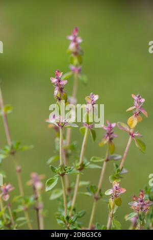 Thymus citriodorus. Lemon thyme / Citrus thyme in flower Stock Photo ...