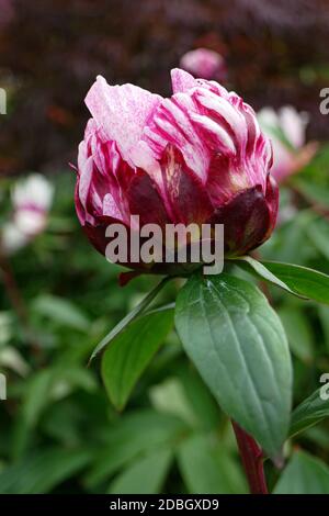 Flower bed of pink Chinese peonies (Paeonia lactiflora) in french ...