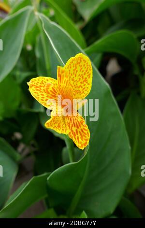 Indian flower cane (Canna indica Stock Photo - Alamy
