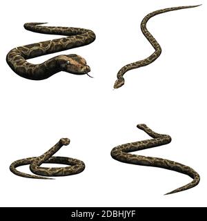 Set of python snake - isolated on white background Stock Photo - Alamy