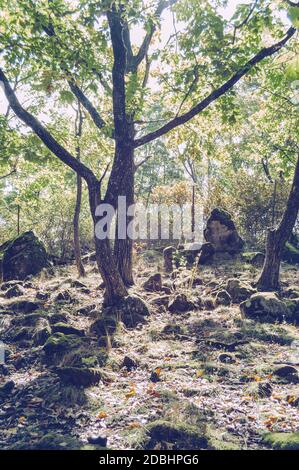 Beautiful sun-drenched landscape in a forest Stock Photo - Alamy