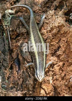 African striped skink (Trachylepis striata) sitting on a tree bark ...