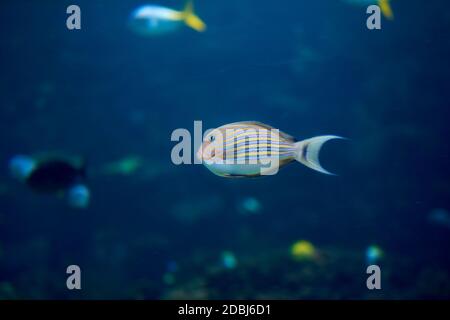 Big silver fish with brilliant silver colors, shiny, lonely Stock Photo ...