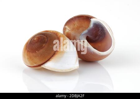 Two Nautica spiral shells on white background with clipping path Stock ...
