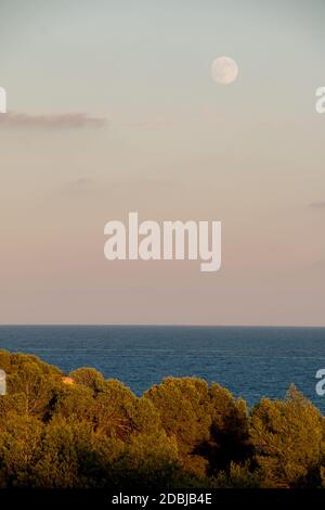 Trees by the sea of Ibiza a cloudy day, Spain Stock Photo - Alamy