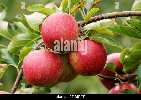 Apfel, Malus domestica Cripps Red, Apple, Malus domestica Cripps Red ...