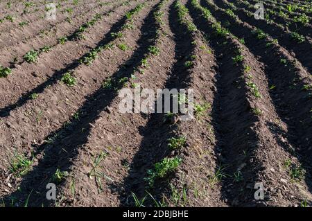 Plowed Chernozemic soil (humus) field in Kyiv Region, Ukraine Stock ...