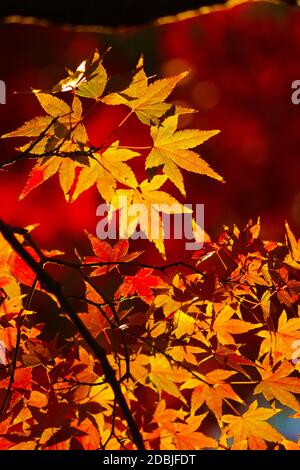 Autumn leaves of image. Shooting Location: Tokyo metropolitan area ...
